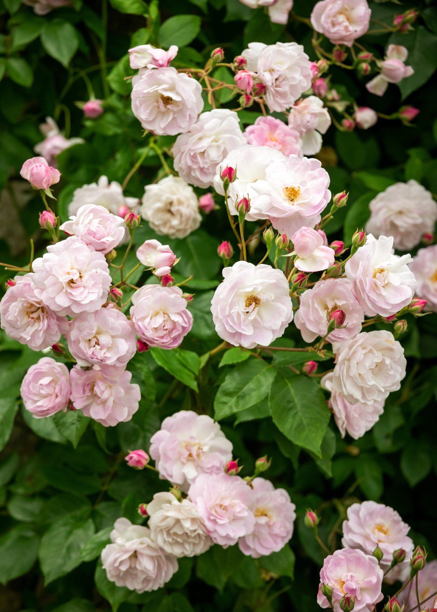 Our Ten Favourite Roses – Burford Garden Co.