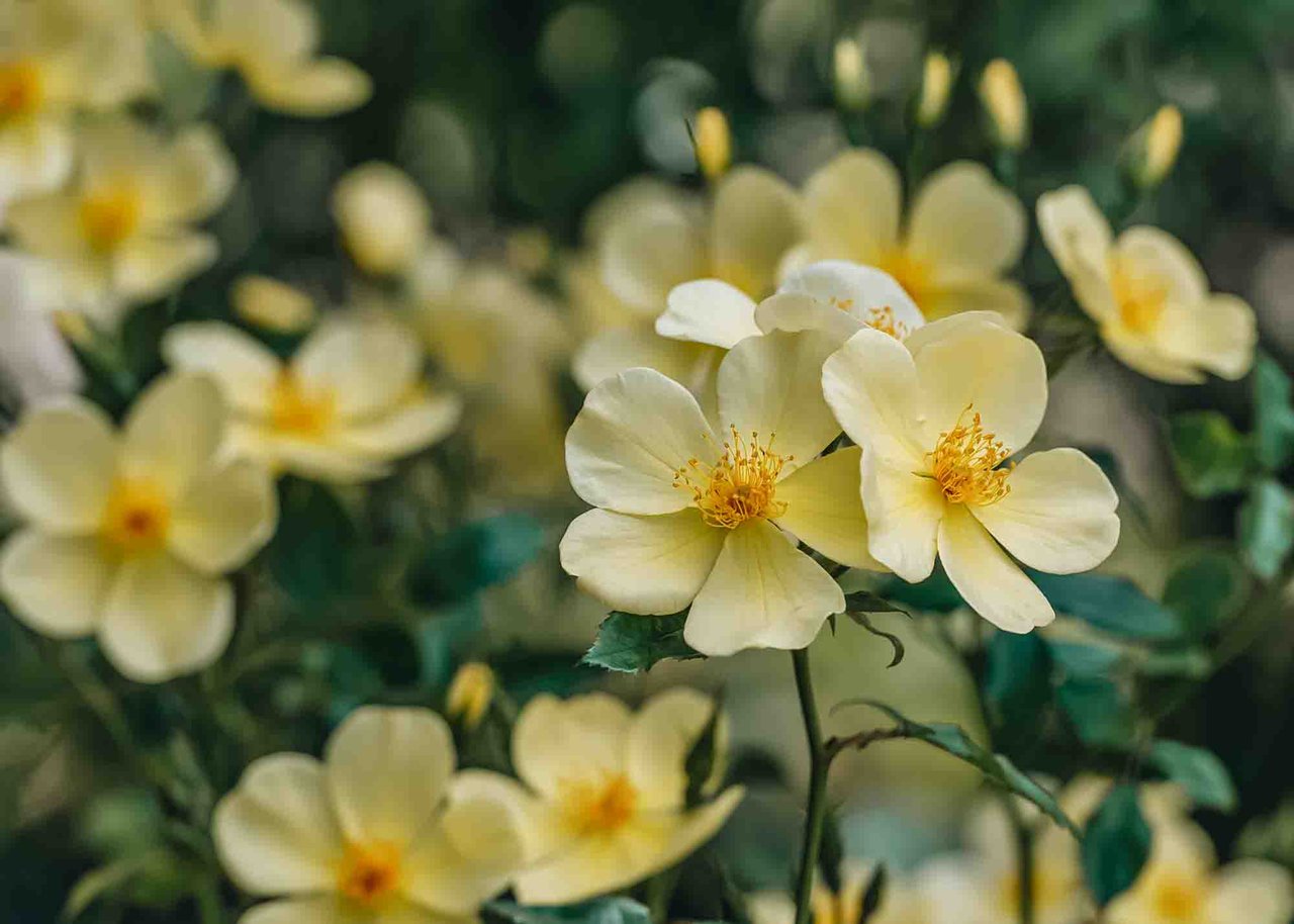 Our Ten Favourite Roses – Burford Garden Co.