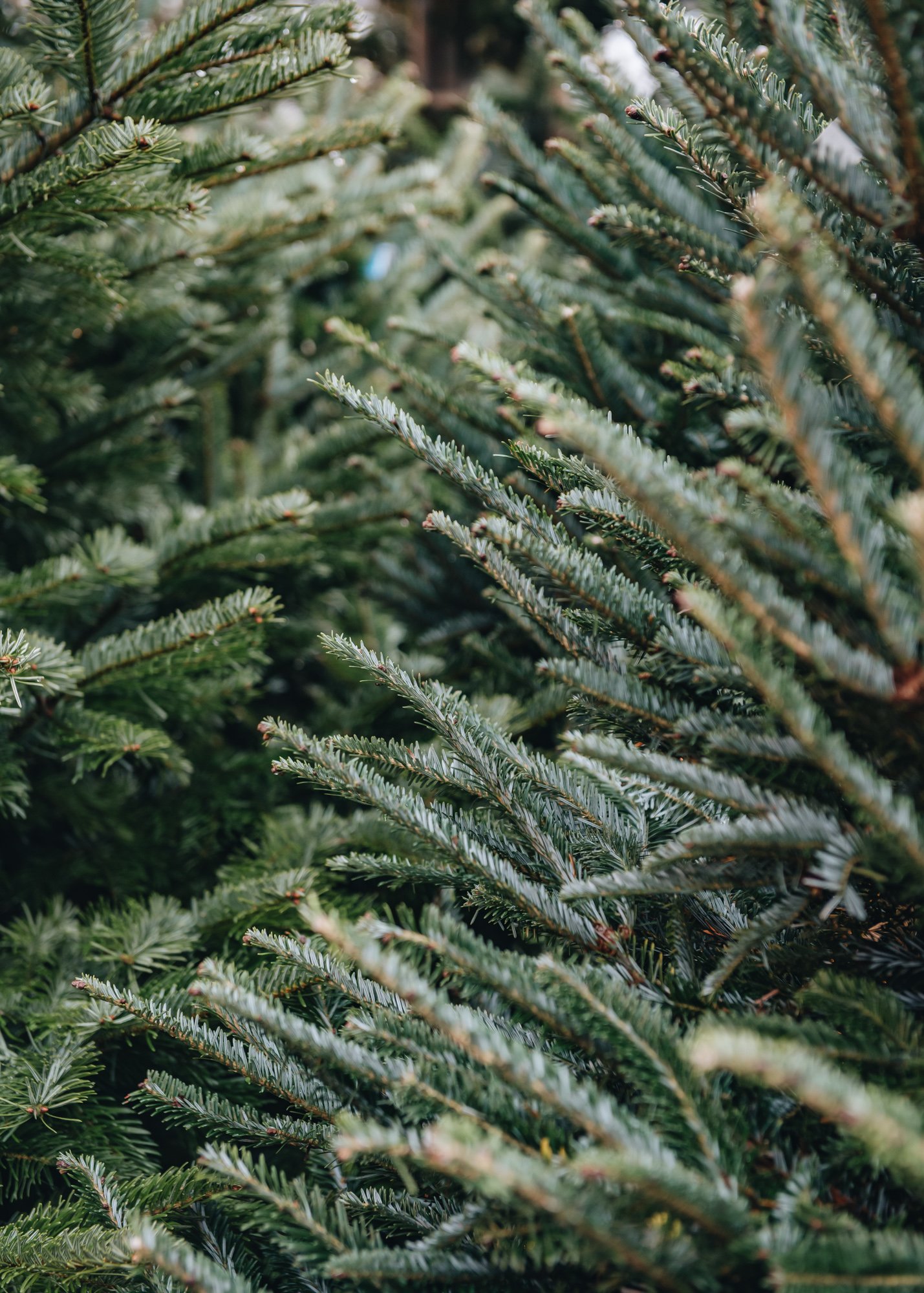 Our Christmas trees – Burford Garden Co.