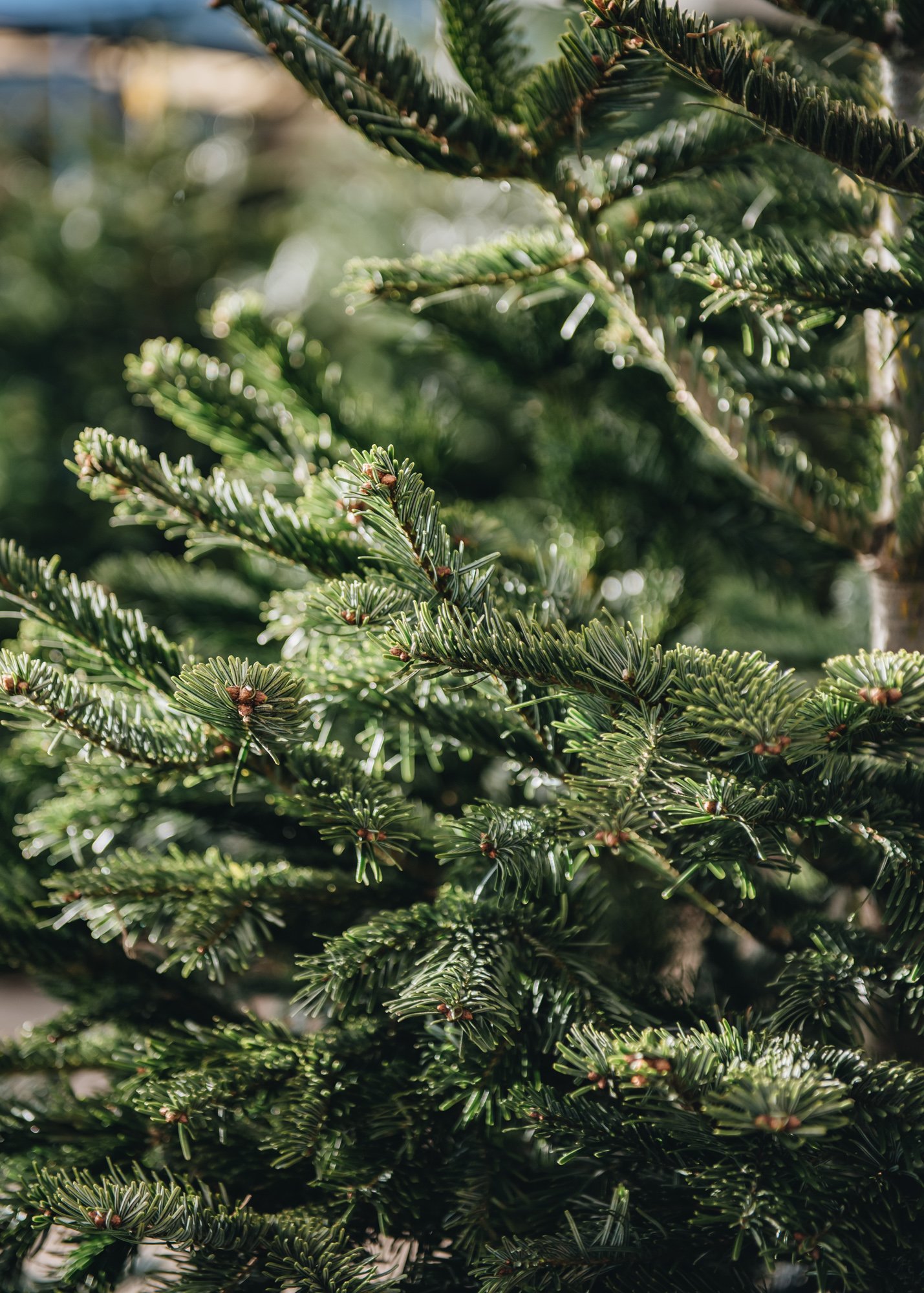 Our Christmas trees – Burford Garden Co.