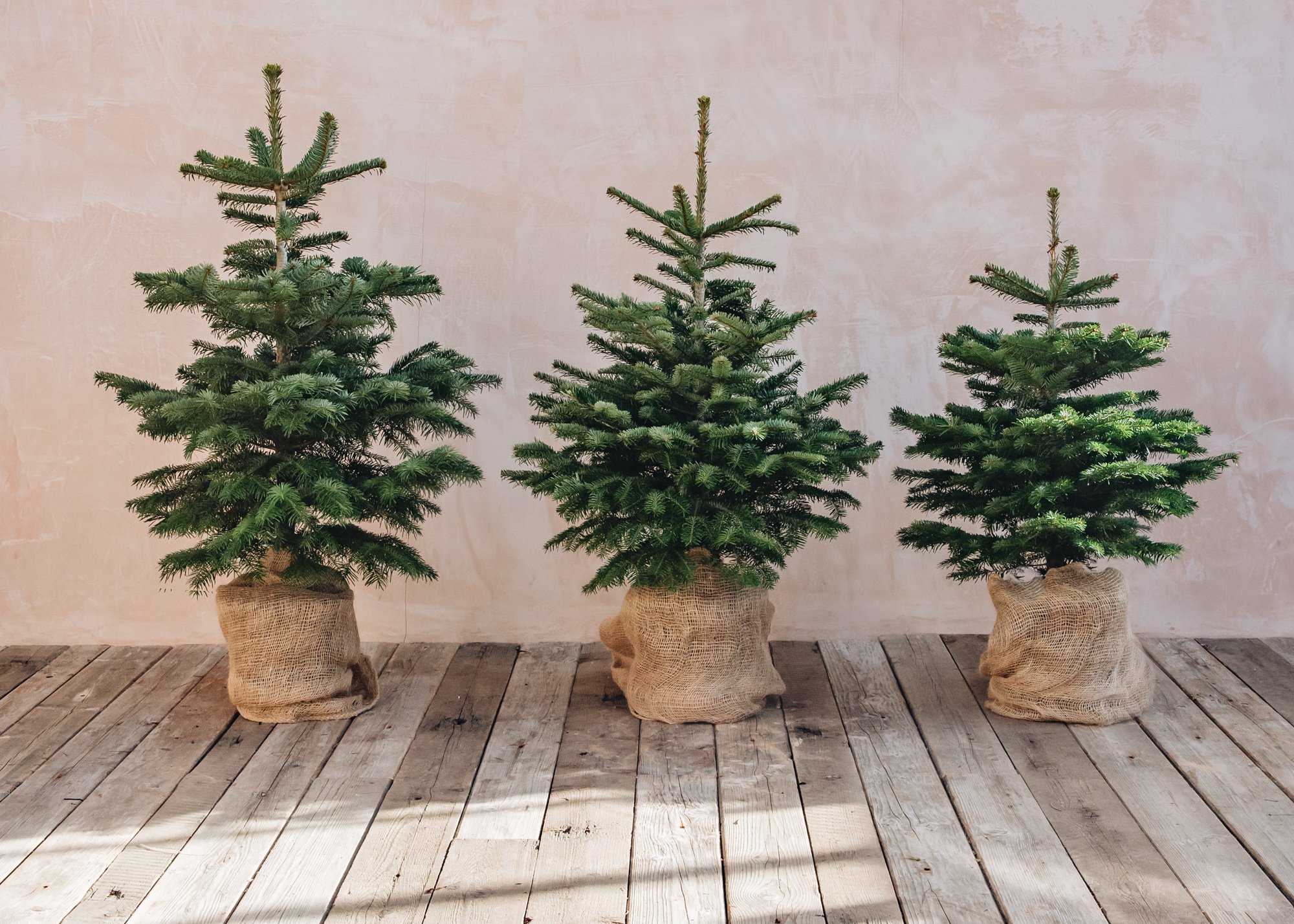 Our Christmas trees – Burford Garden Co.