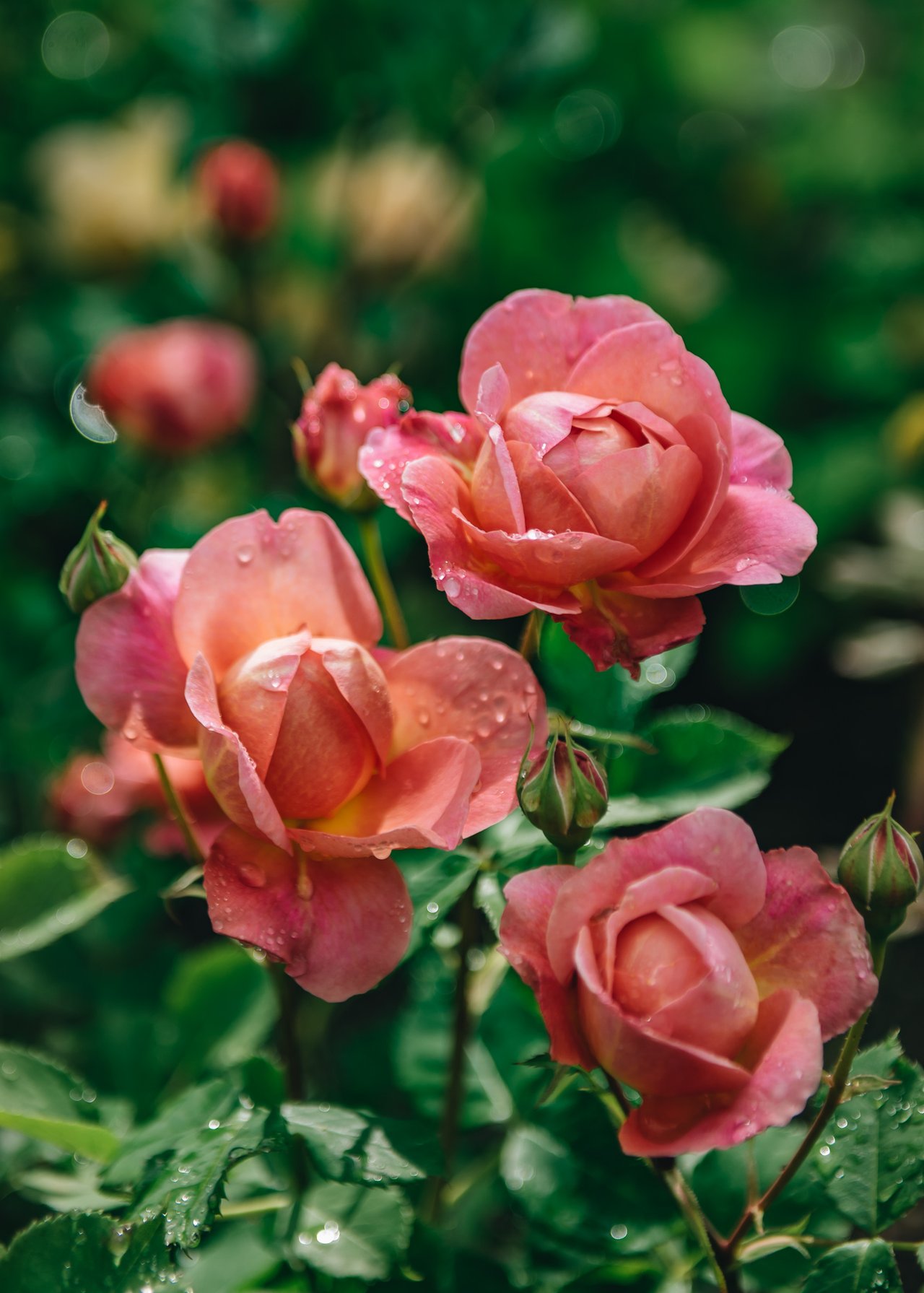 Our Ten Favourite Roses – Burford Garden Co.