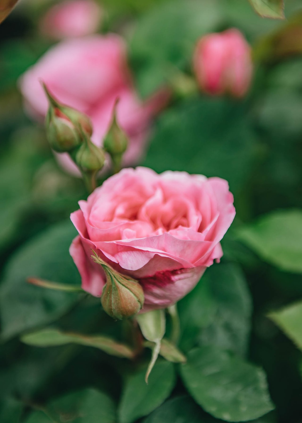Our Ten Favourite Roses – Burford Garden Co.