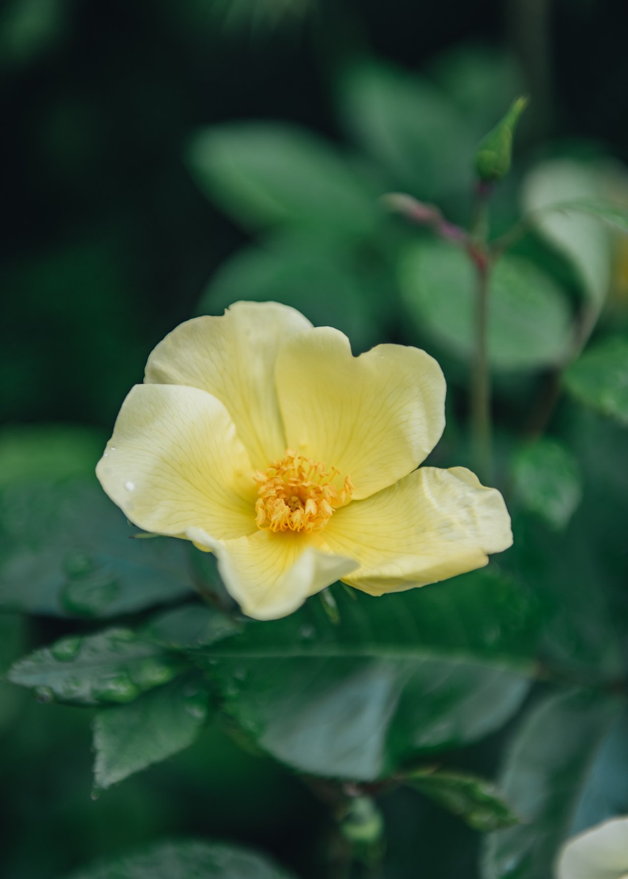 Our Ten Favourite Roses – Burford Garden Co.