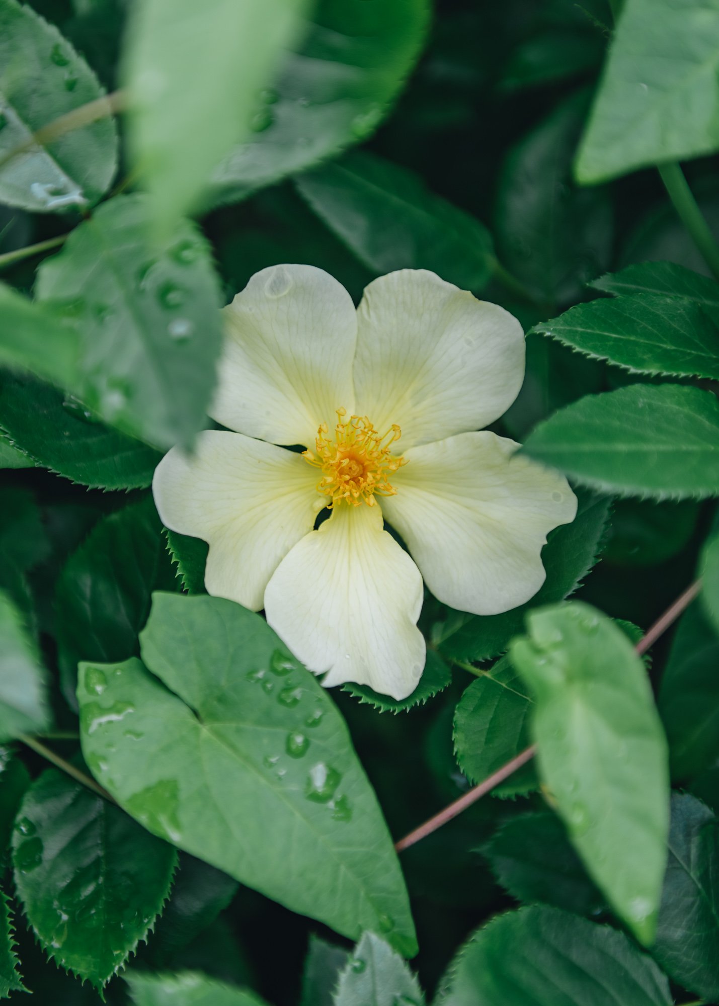 Our Ten Favourite Roses – Burford Garden Co.