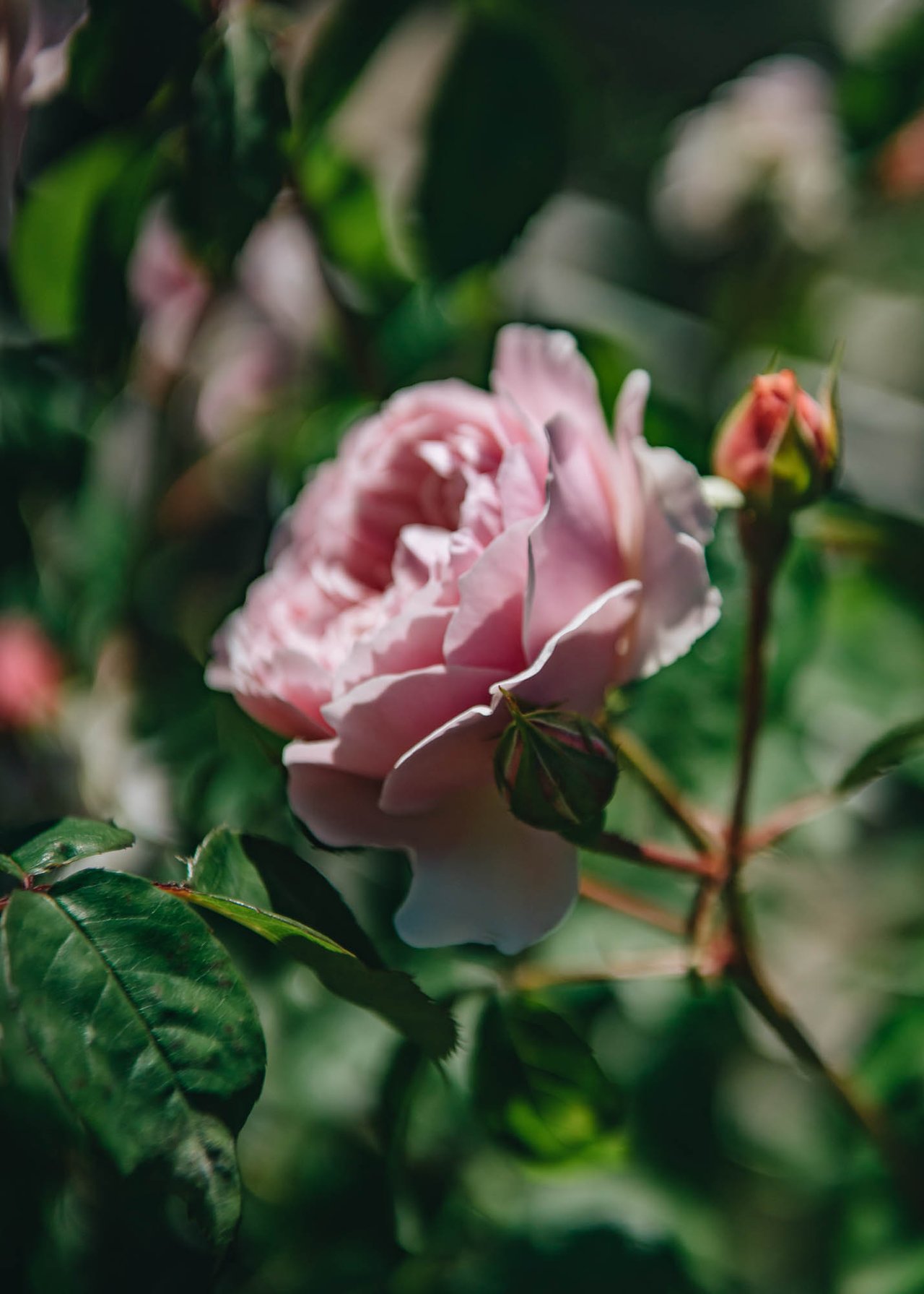 Buy David Austin Rosa Wisley | Plants | Burford Garden Co.