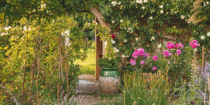 How To: Prune Roses – Burford Garden Co.