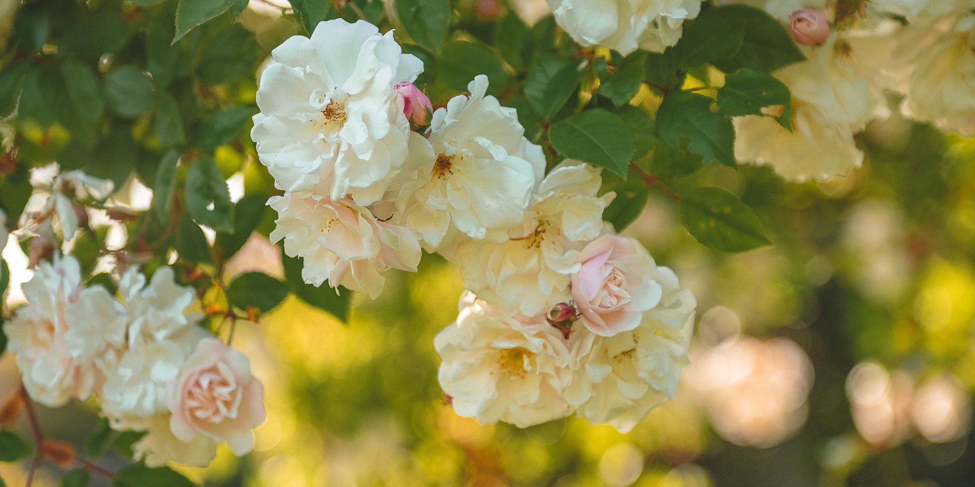 Our Ten Favourite Roses – Burford Garden Co.
