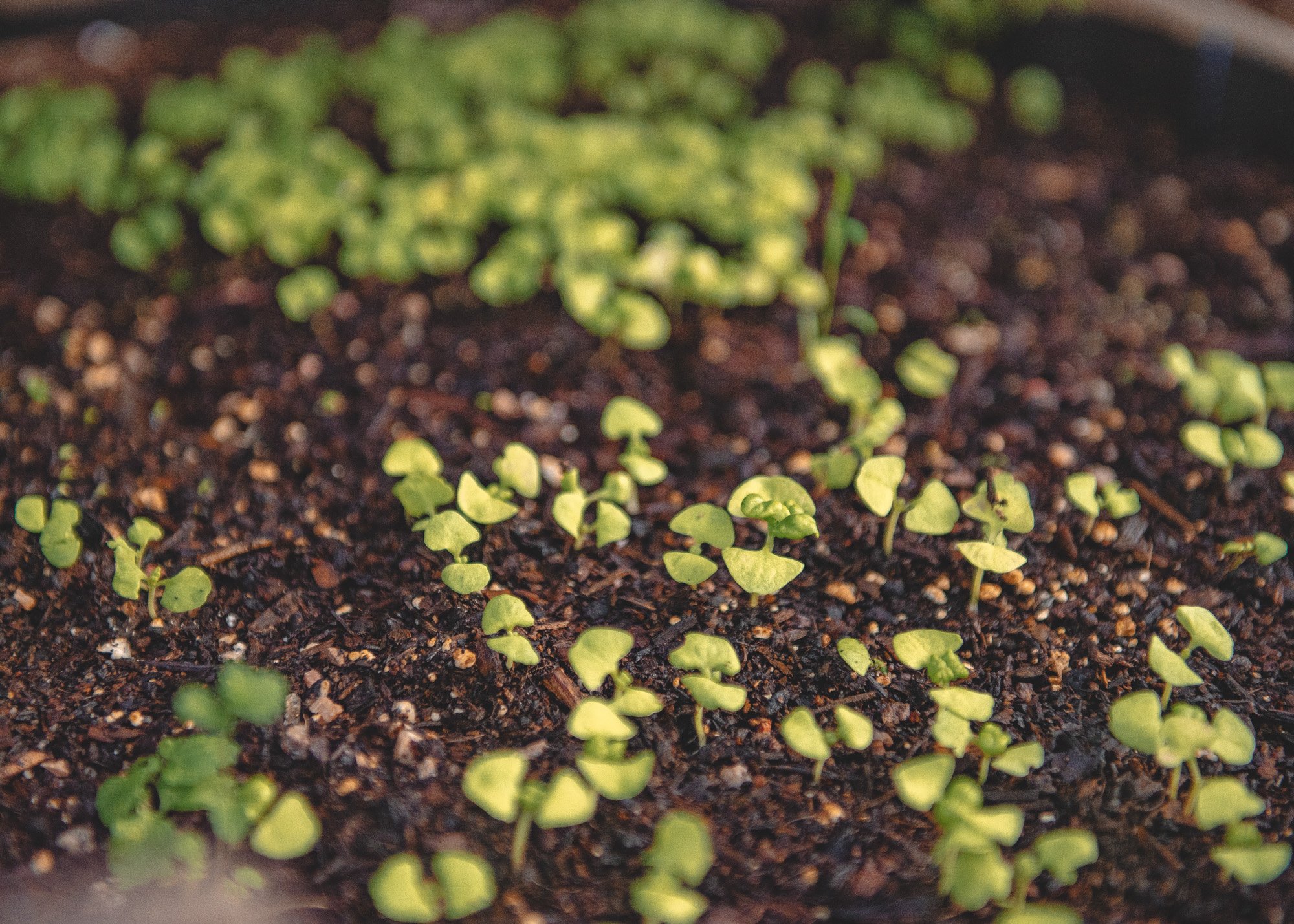 Propagation & Preparation – Burford Garden Co.