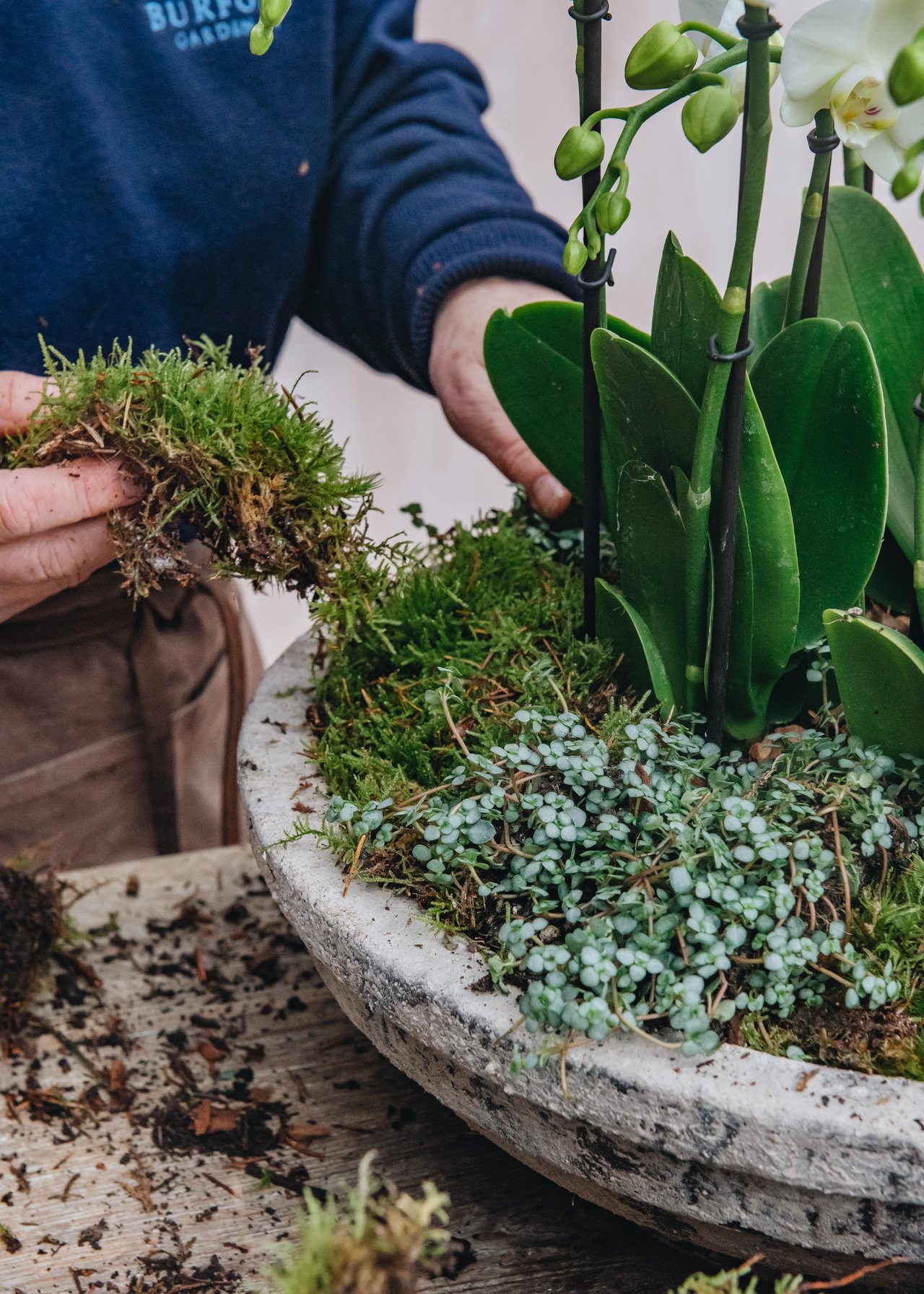 How to: Create an Orchid Arrangement – Burford Garden Co.