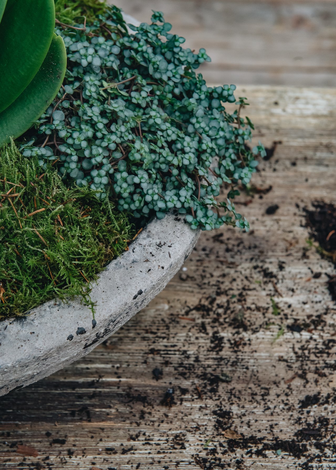 How to: Create an Orchid Arrangement – Burford Garden Co.