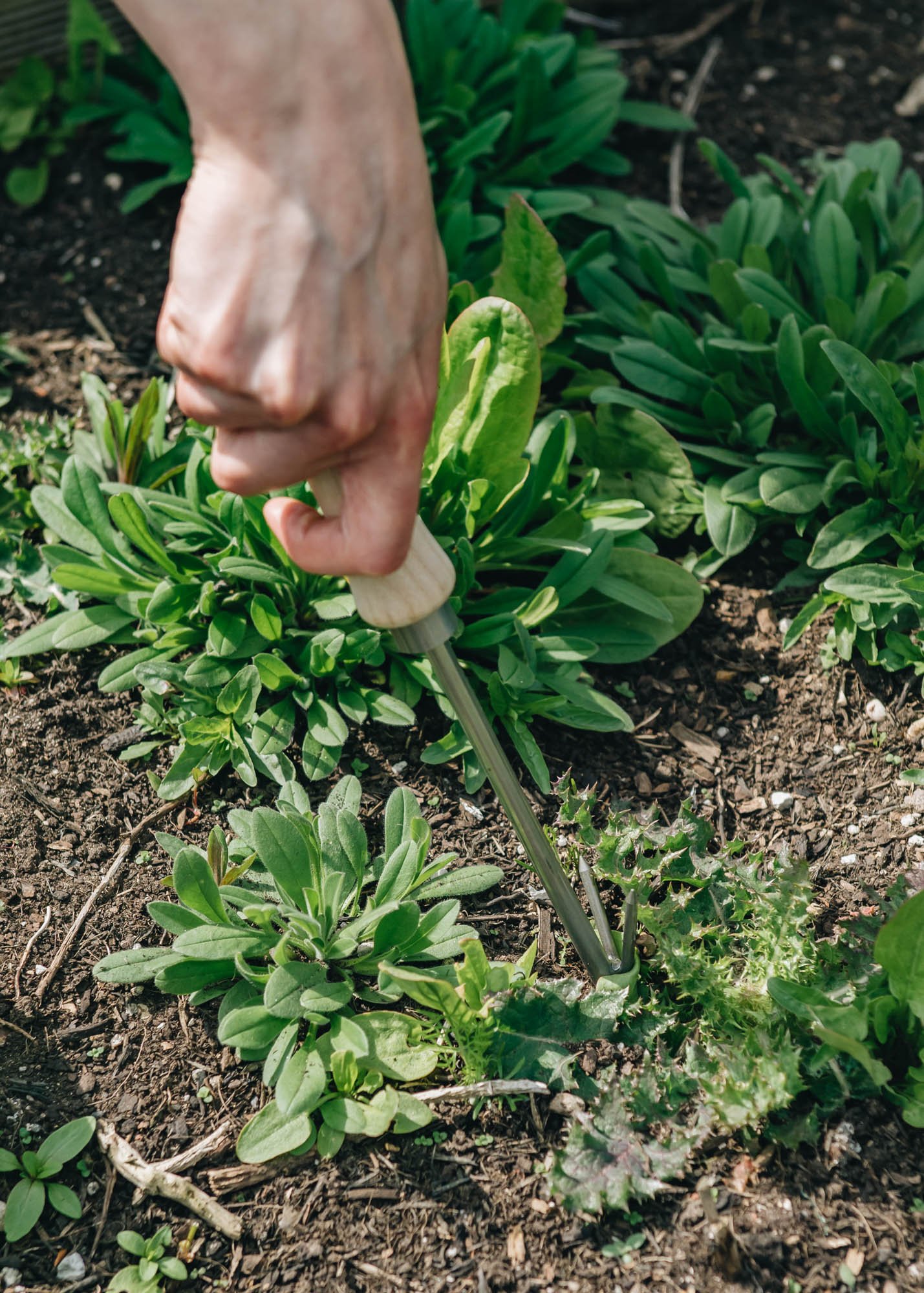 Buy Sneeboer Wrotter with Ash Handle | Garden Tools | Burford Garden Co.